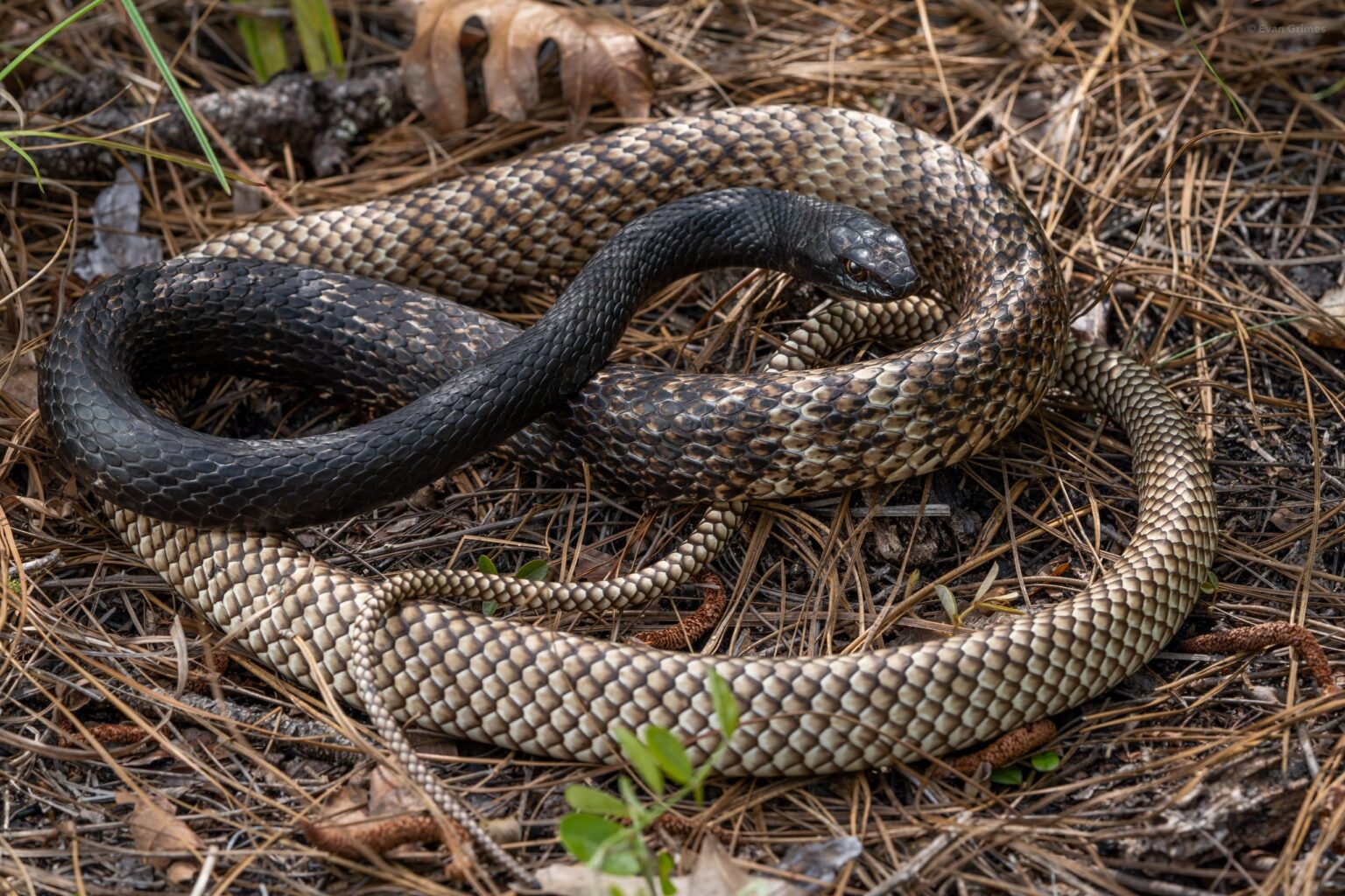 Venomous Snakes in California: A Journey into the Golden State's ...