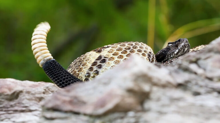 Unveiling Venomous Snakes in Georgia: An Exciting Encounter With 6 ...