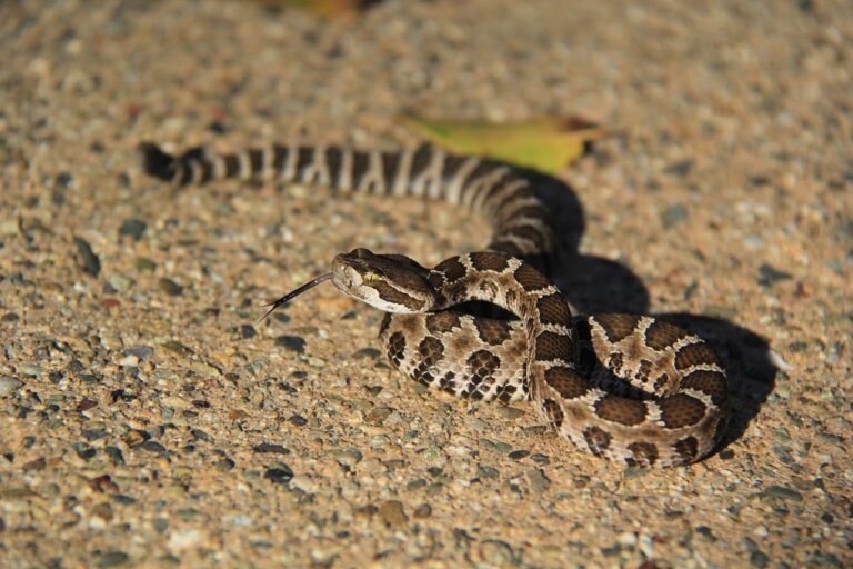 Venomous Snakes in California: A Journey into the Golden State's ...