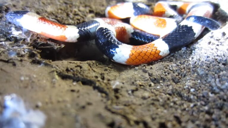 4 Most Venomous Snakes in Arizona - Stay Safe on Your Adventures