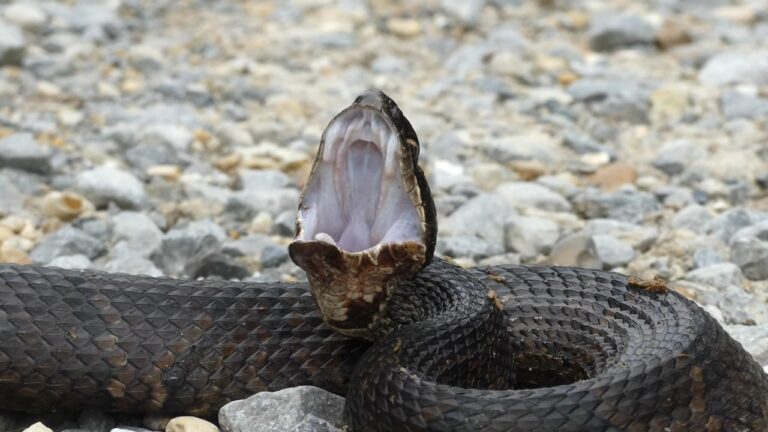 Unveiling Venomous Snakes in Georgia: An Exciting Encounter With 6 ...
