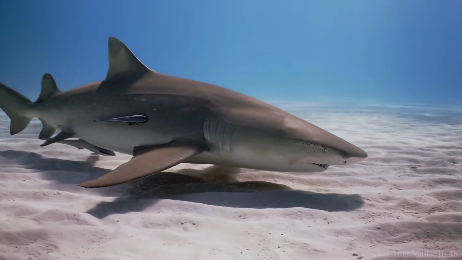 Biggest Fish in Connecticut: Dive into Discovery