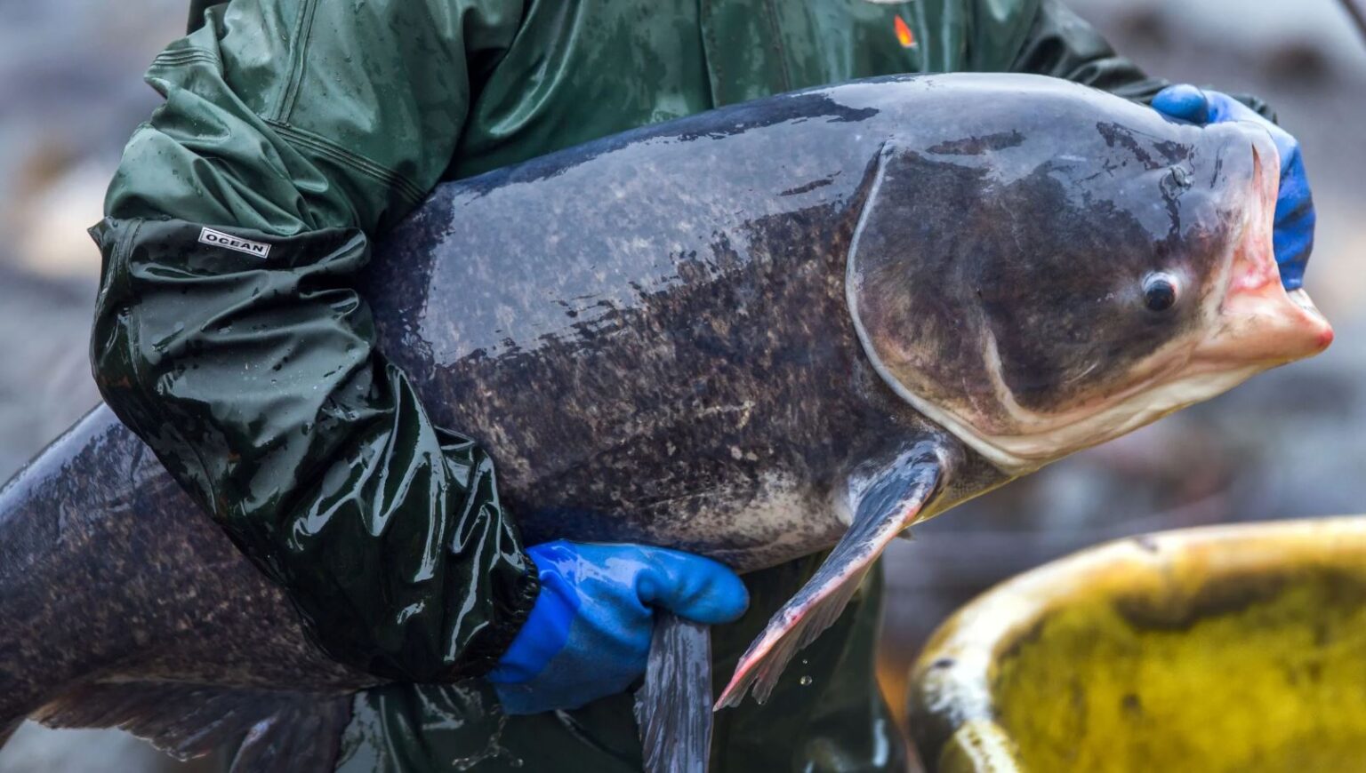 10 Biggest Fish in Illinois - In Pursuit of Giants