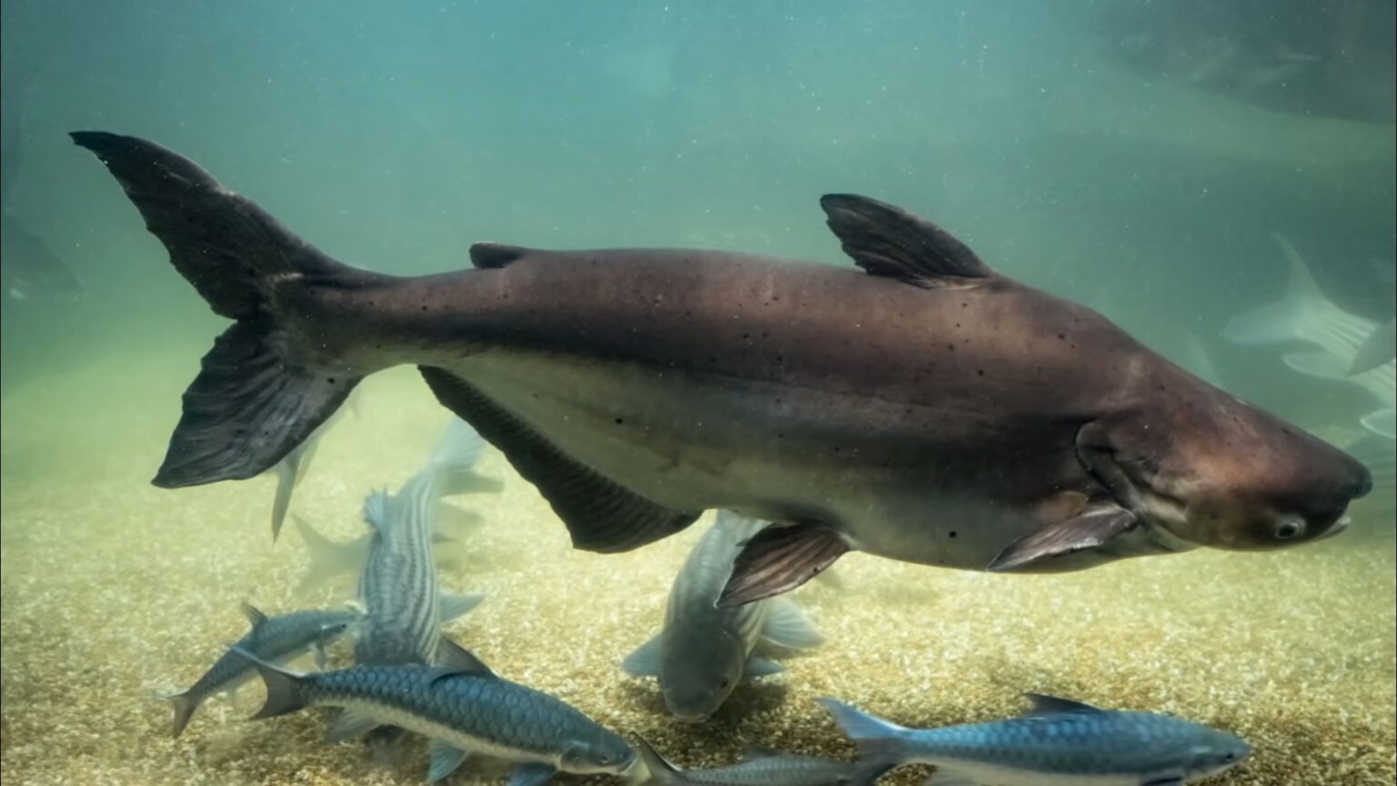 Biggest Fish in Connecticut: Dive into Discovery